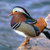 Иконка канала Варя Лэнг🦆