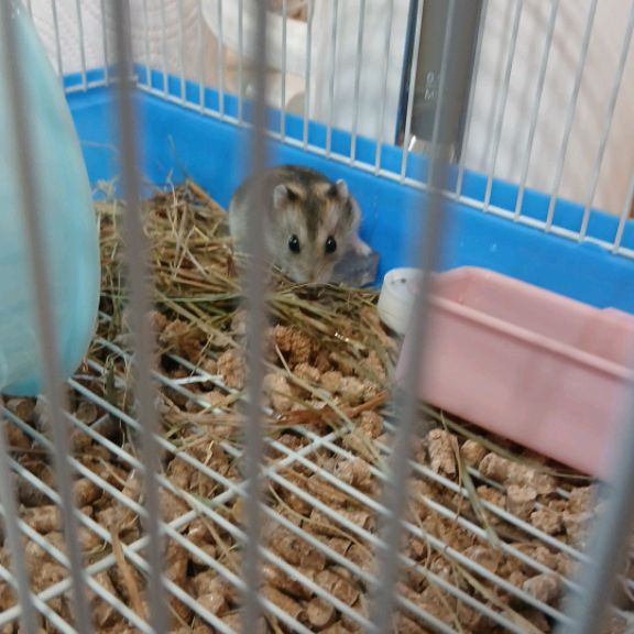 Иконка канала Hamster Kombat