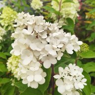 Иконка канала Секрет Садовницы