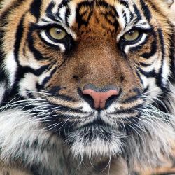 Иконка канала Рождественский Павел