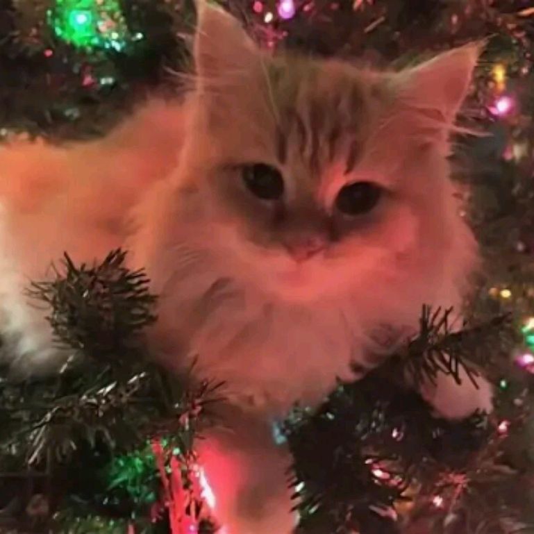 Иконка канала ШАМПУНЬ