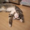Иконка канала Тимофей🐱🐱🐱🐱🐱🐱🐱🐱🐱🐱🐱🐱