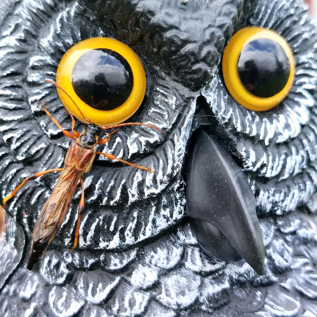 Иконка канала GARUDA