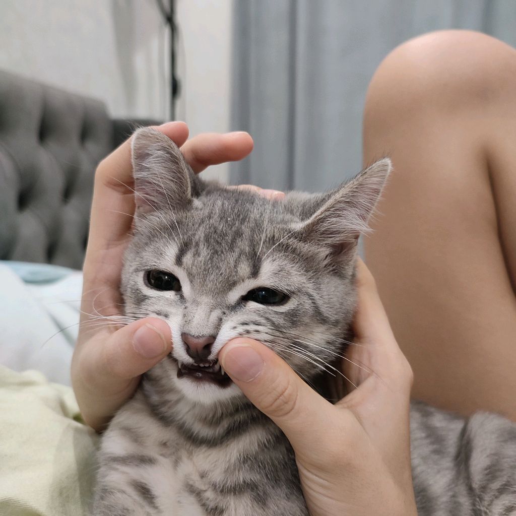 Иконка канала Tomas_blox