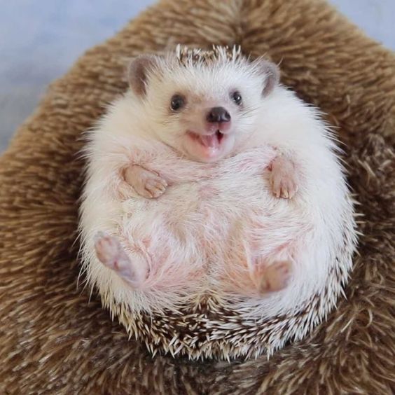 Иконка канала Толстый ЁЖ