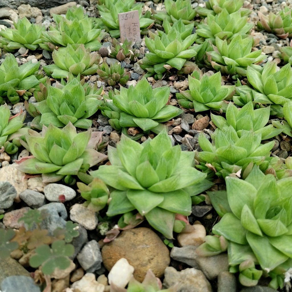 Иконка канала 🪴Цвет"ОК🪴