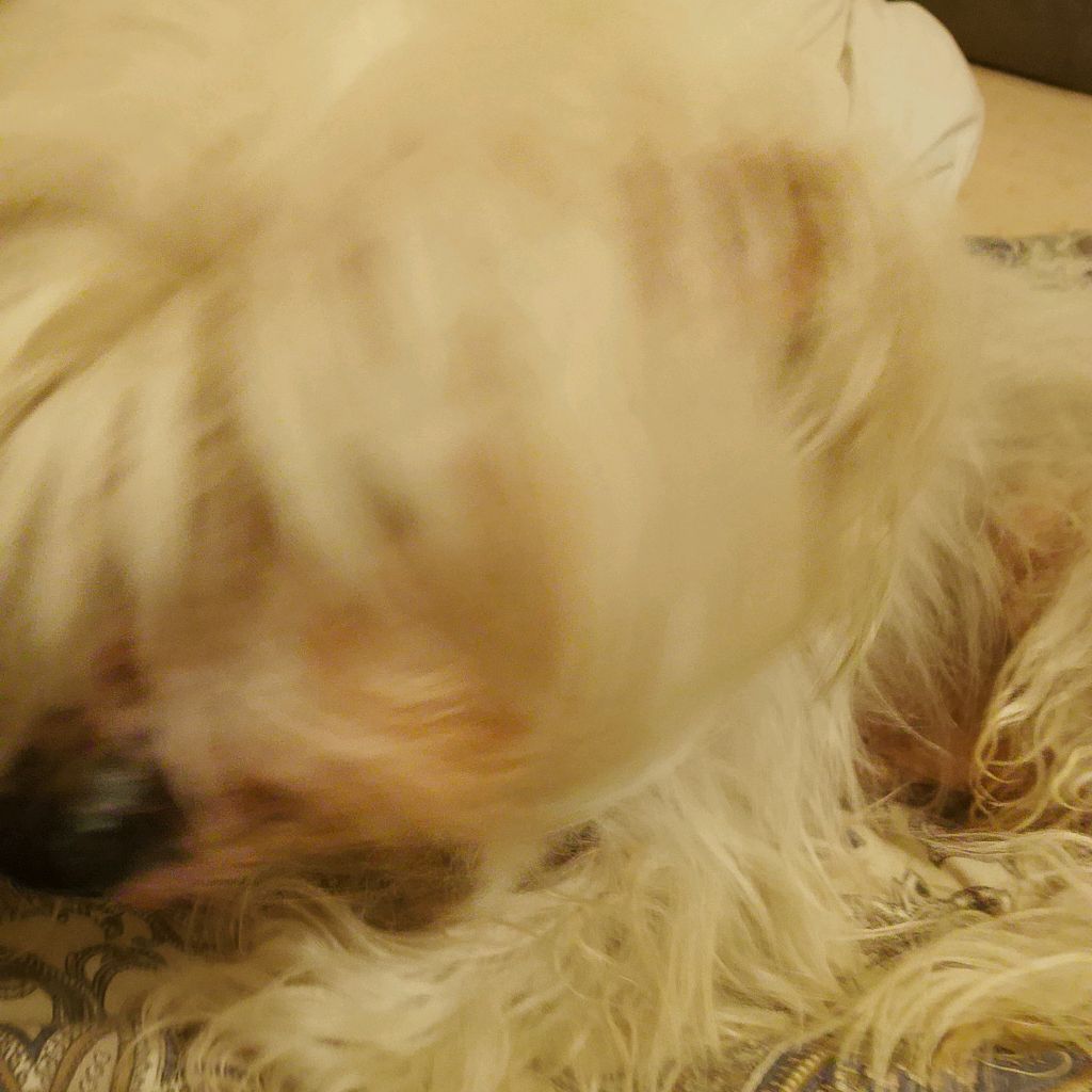 Иконка канала Боевая корова