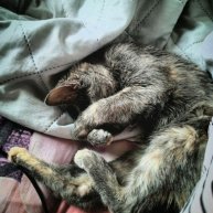 Иконка канала AggyBit