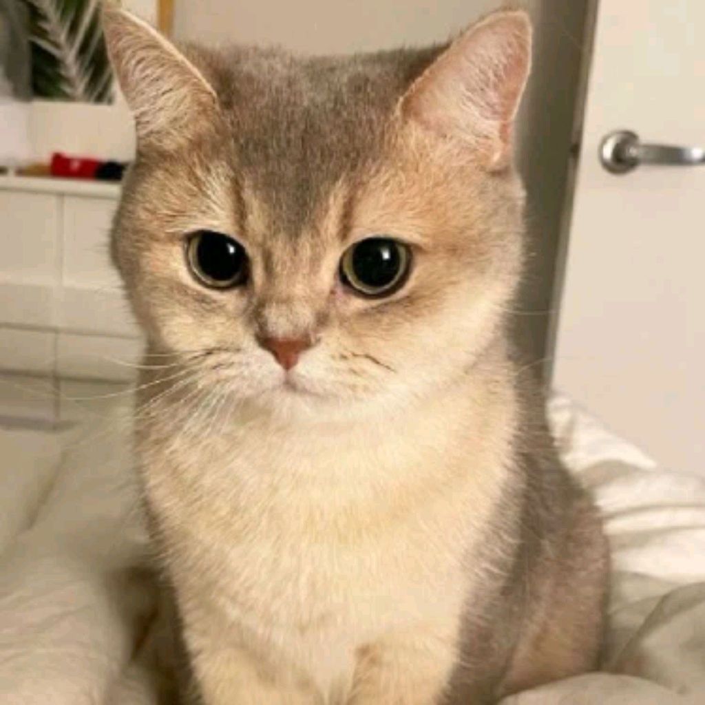 Иконка канала Вика И Супер Бэр Адвинчер