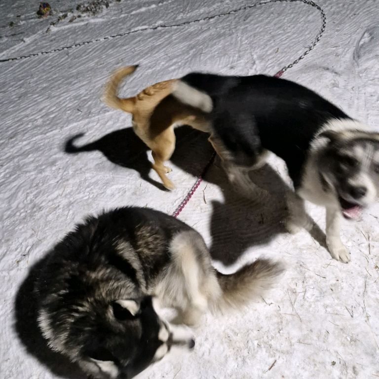 Иконка канала SOBAKA-BABAKA