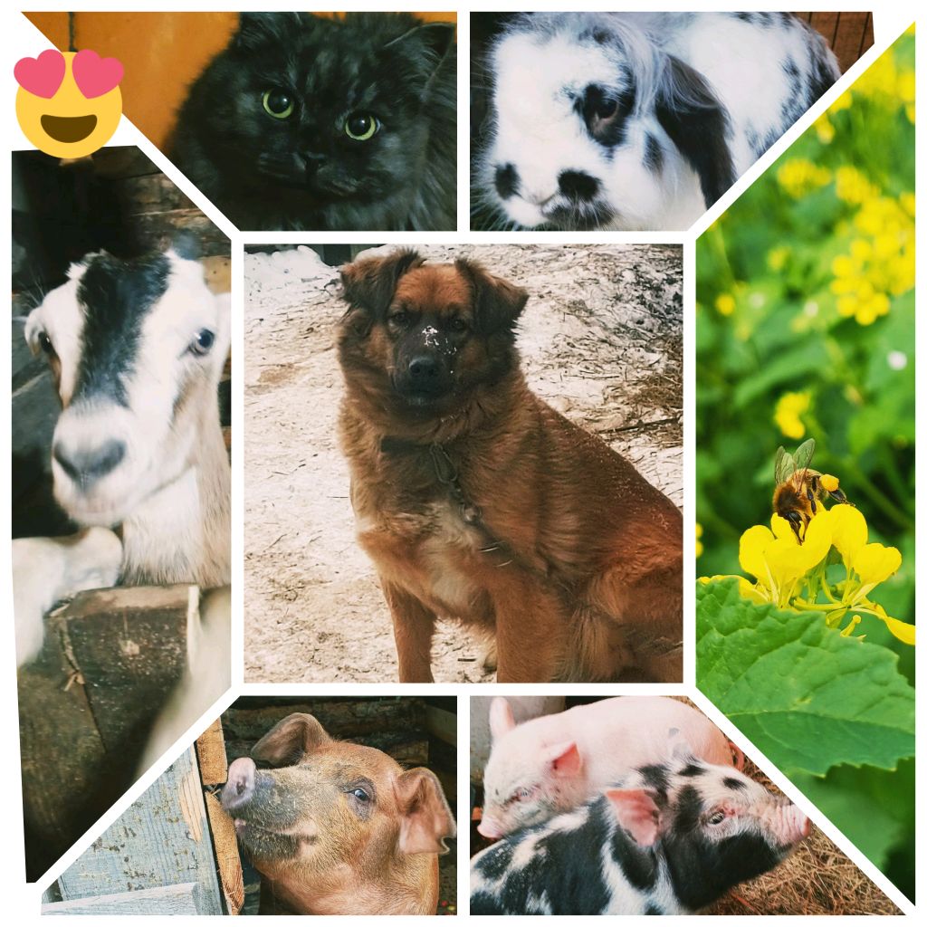 Иконка канала Жизнь В Деревне🏡Домашнее Хозяйство