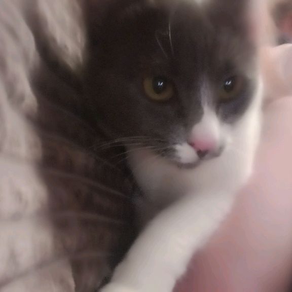 Иконка канала Злата дорс