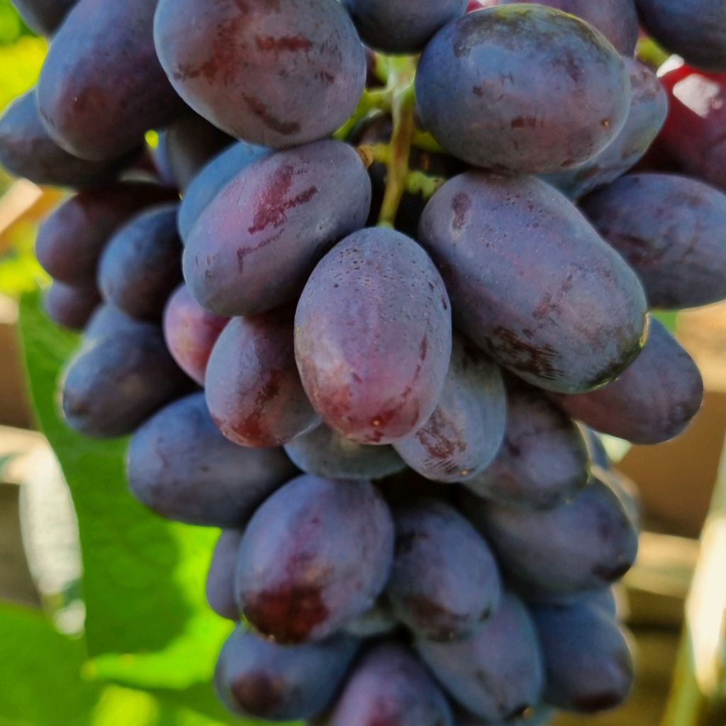 Иконка канала Виноград Поволжья