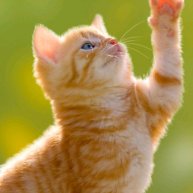 Иконка канала Милый Котик