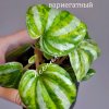 Иконка канала Фабрика Растений