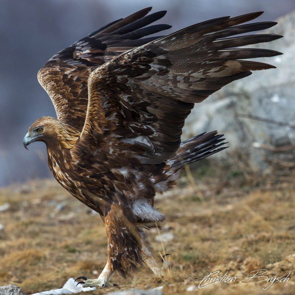 Иконка канала Самолет "СМ-451 Беркут"