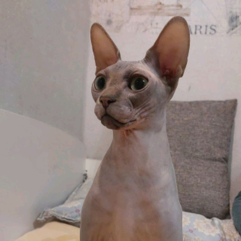 Иконка канала Обо Всё С Лысым Котом