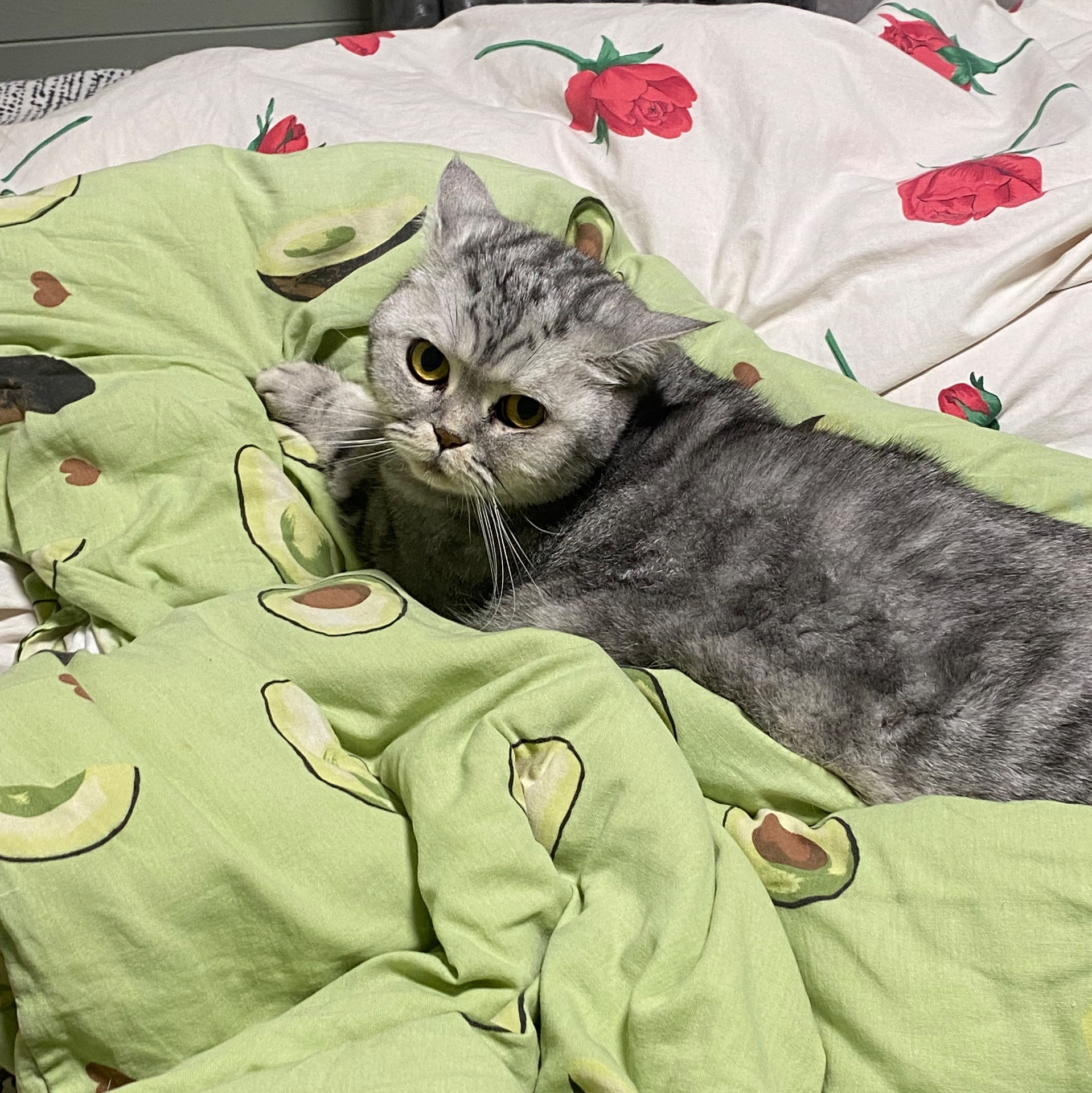 Иконка канала SanЯ