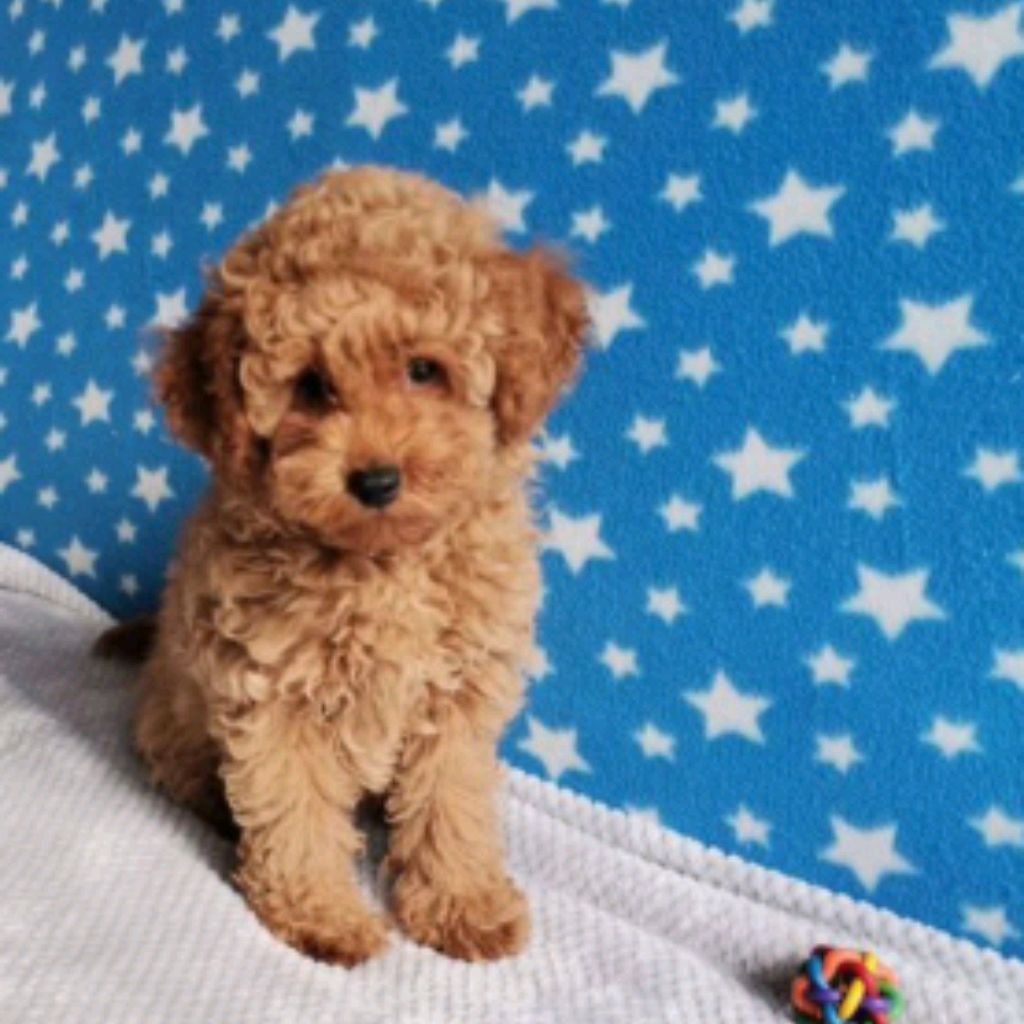 Иконка канала Арктическая МЭРИ