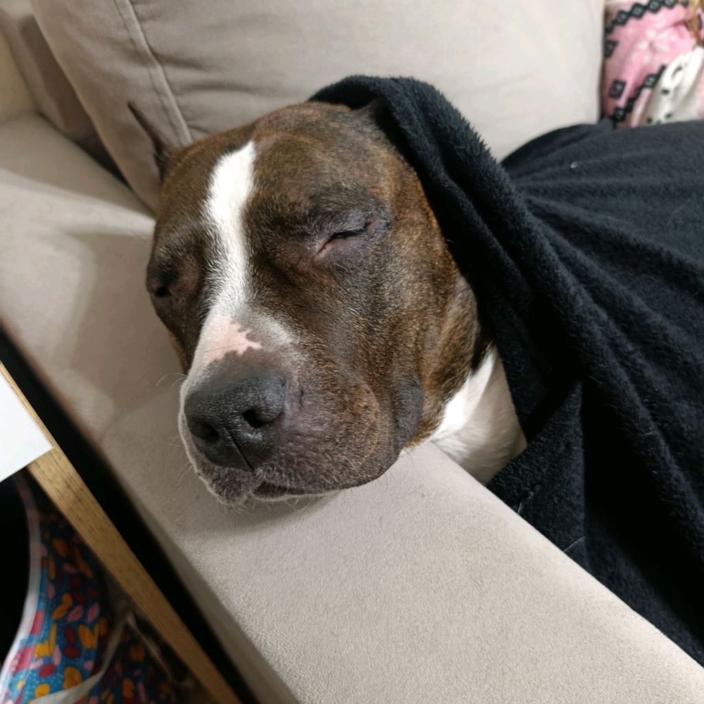 Иконка канала Dmitriy_Amstaff