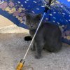 Иконка канала Настя и Кузя 🐈