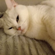 Иконка канала DRAKOPOKOT