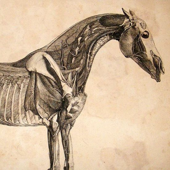 Иконка канала Anatomiakubgau