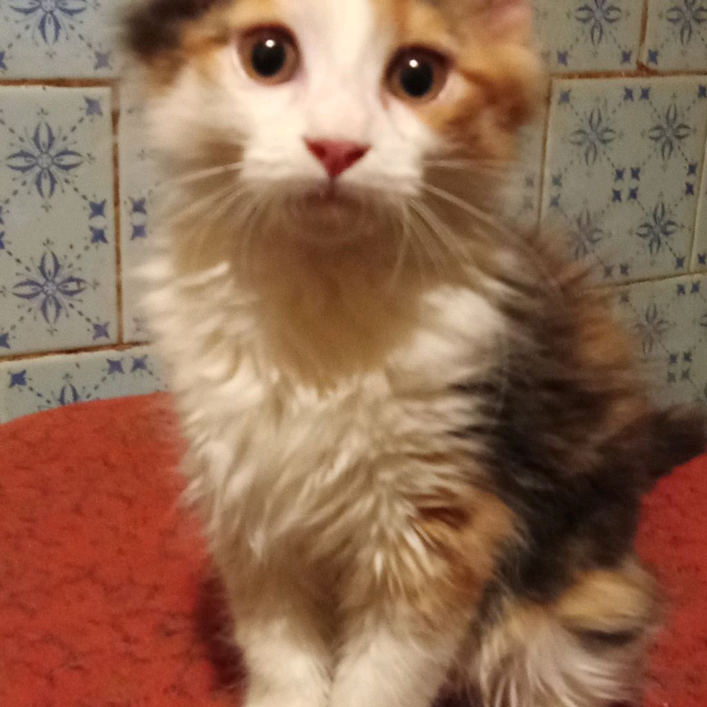 Иконка канала Алиса Феликс