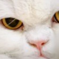 Иконка канала страшные истории (даша рокс и елена райтман)