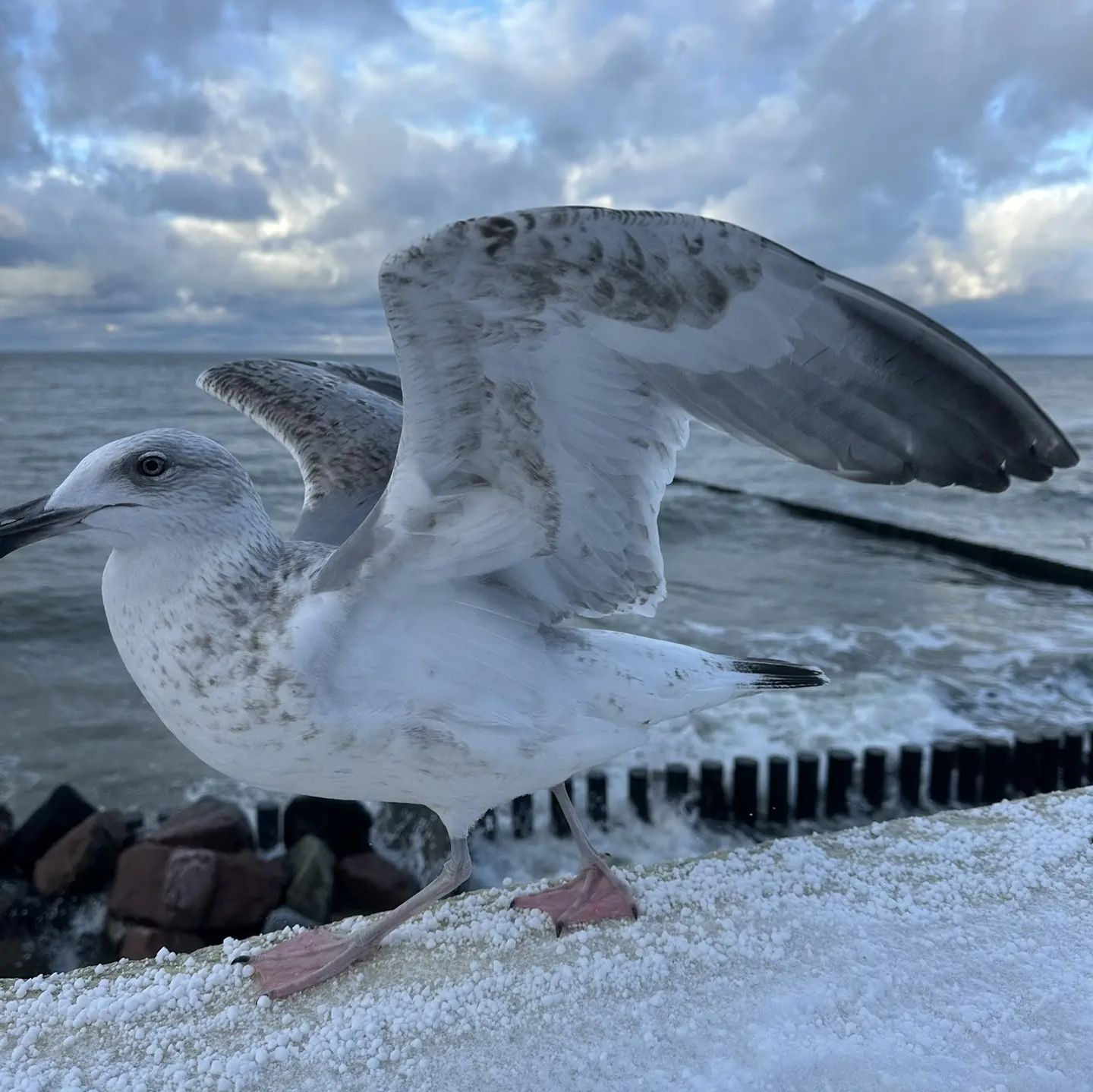 Иконка канала Lesnoi Foreva