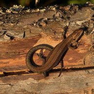 Иконка канала Природа Релакс с Алексеем Курносовым