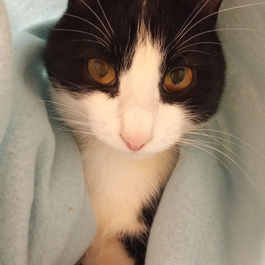 Иконка канала cat ok