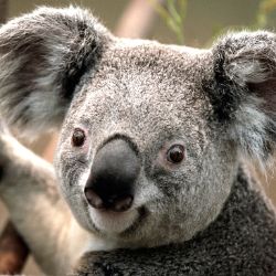 Иконка канала Koala