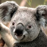 Иконка канала Koala