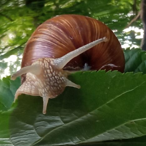 Иконка канала alterra-ru