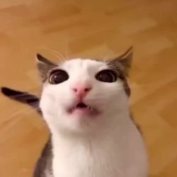 Иконка канала kot_mupa