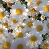 Иконка канала 🌿растения