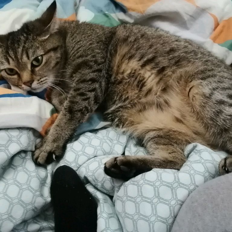 Иконка канала Ласка Каска