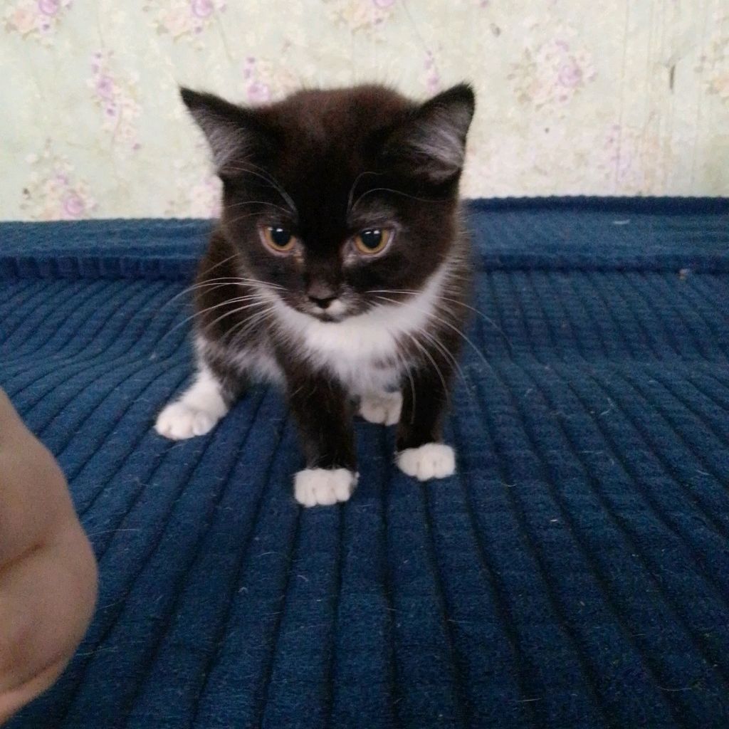 Иконка канала Игры кот косьтя и сириха