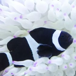 Иконка канала Tunze