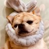 Иконка канала Хвостатые истории