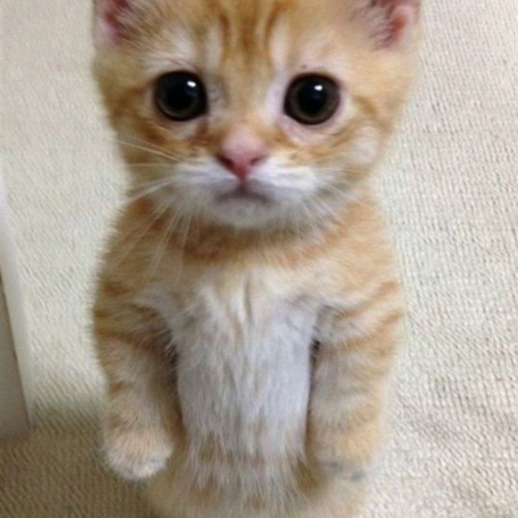 Иконка канала Ksysha Love ❤️