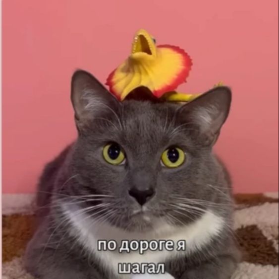 Иконка канала Котулька (котулькин)