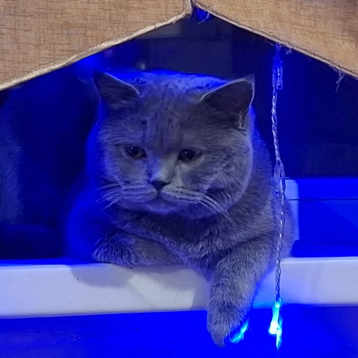 Иконка канала Британчик