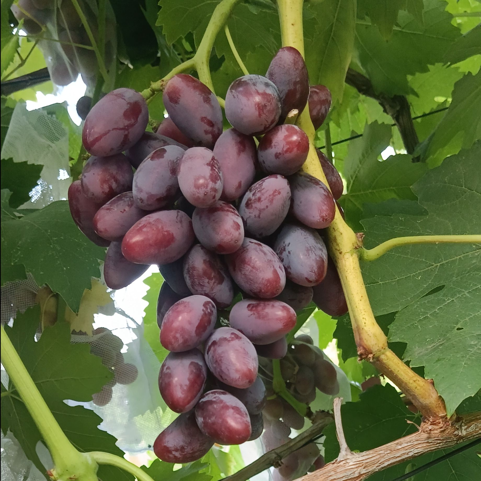 Иконка канала Виноград в Моздоке