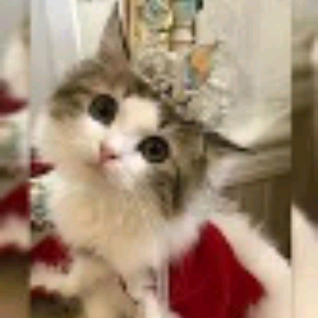 Иконка канала Котики