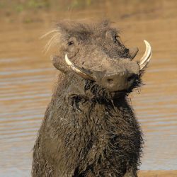 Иконка канала Mihelsson