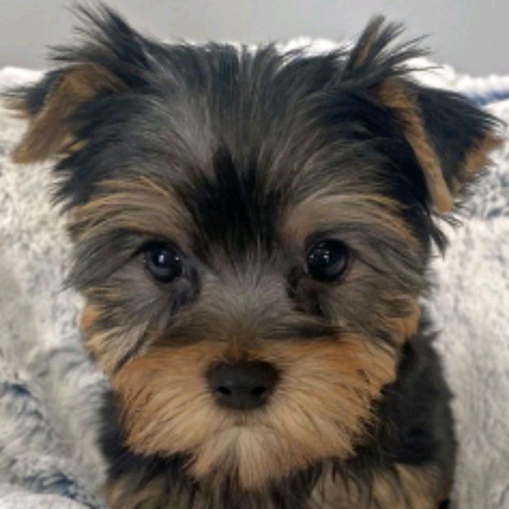 Иконка канала Агатик