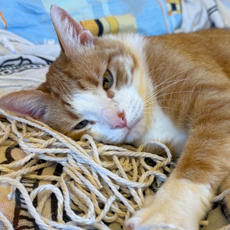 Иконка канала Дарья Чипчигина