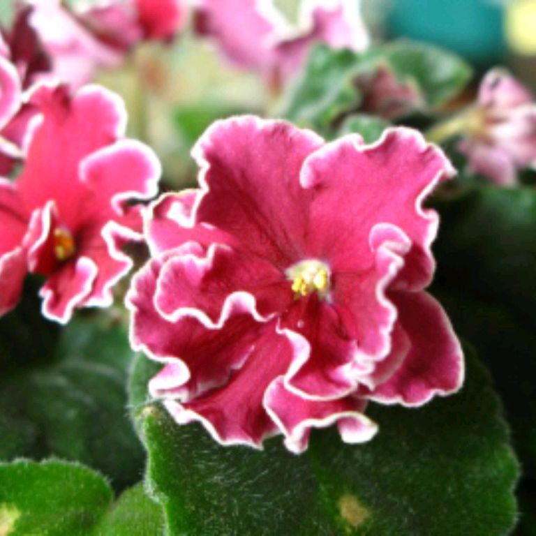 Иконка канала Душевное цветение